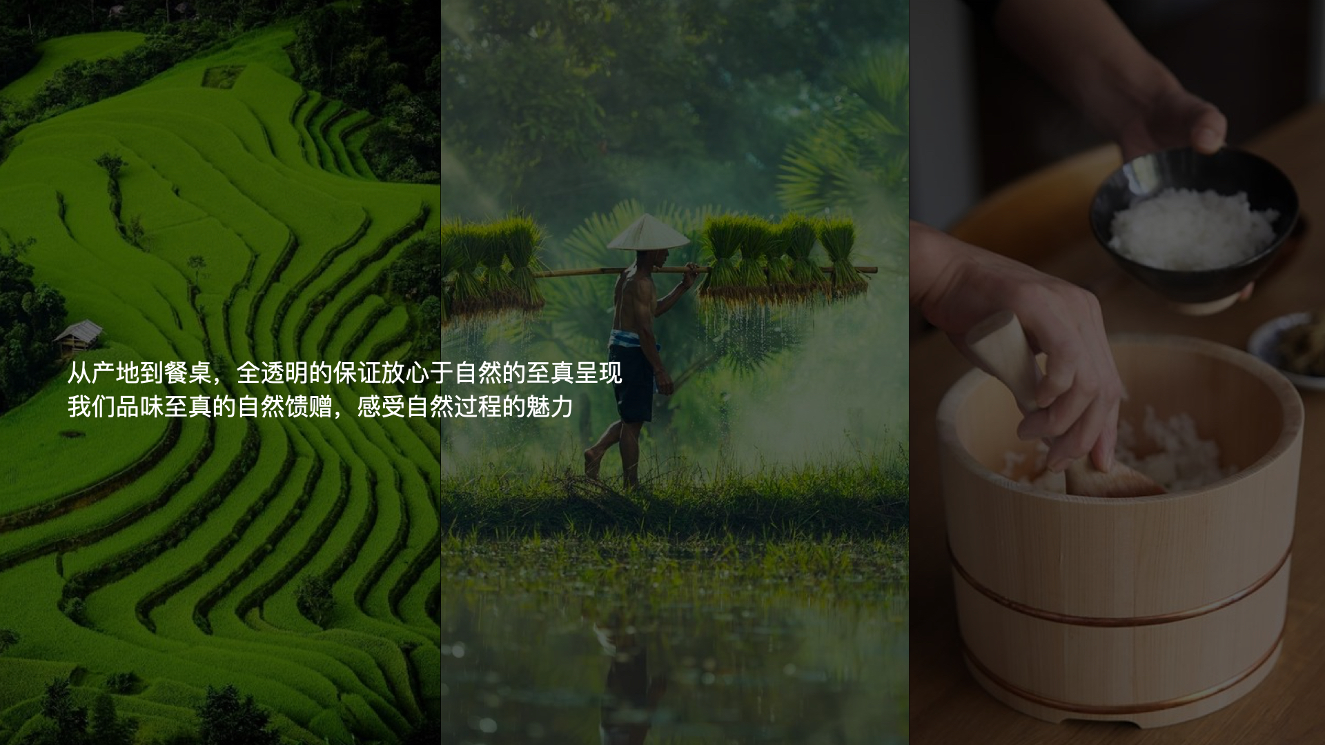 Agricultural logo design _ agricultural product vi design _ grain whole ...