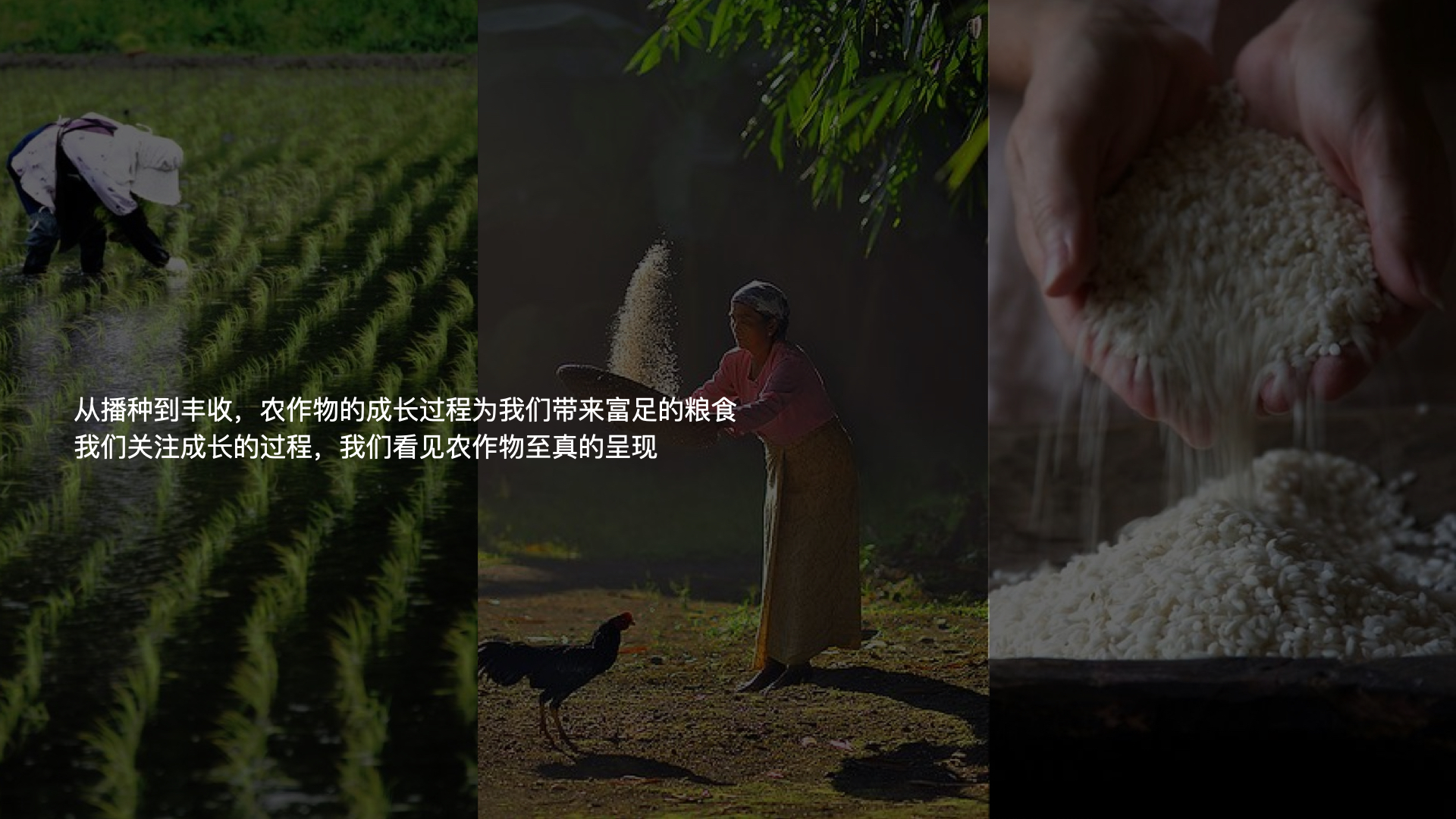 Agricultural logo design _ agricultural product vi design _ grain whole ...